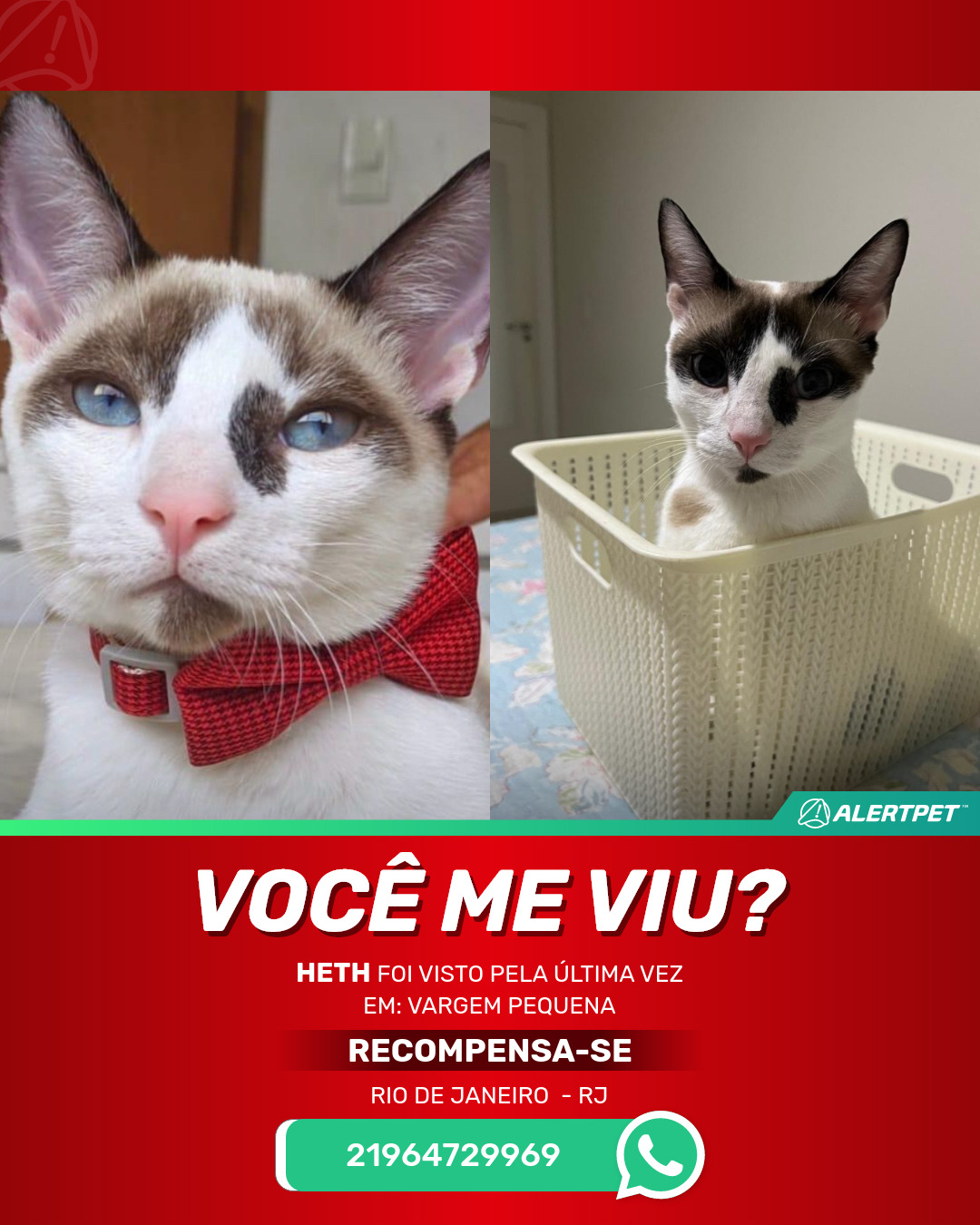 Gato Perdido Rio de Janeiro , RJ - Heth | AlertPet