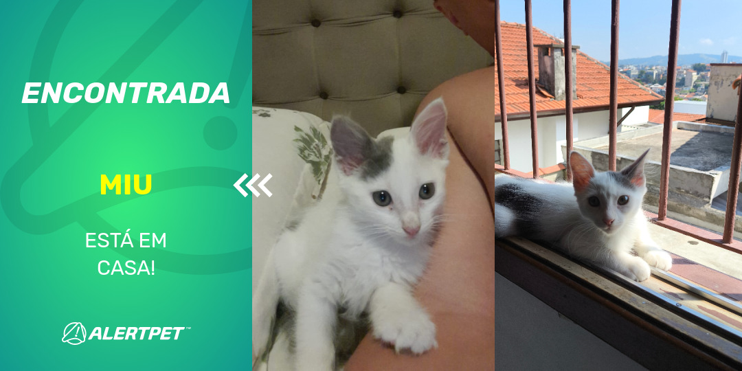 Gato Encontrado São Paulo, SP - Miu | AlertPet