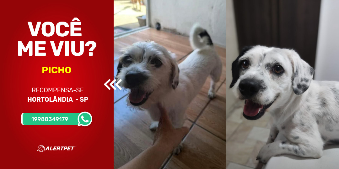 Cachorro Perdido Hortolândia , SP - Picho | AlertPet
