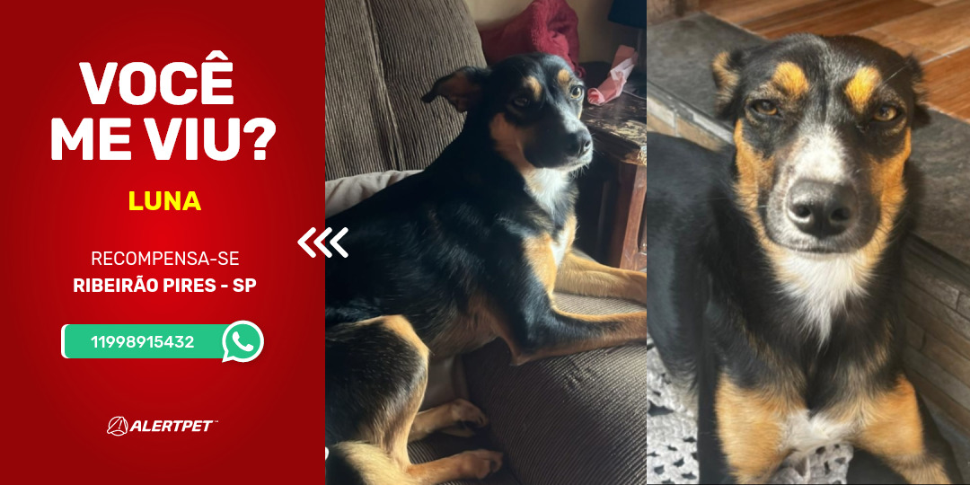 Cachorro Perdido Ribeirão Pires, SP - Luna | AlertPet