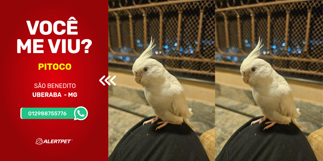 Pássaro Perdido Uberaba , MG - Pitoco | AlertPet