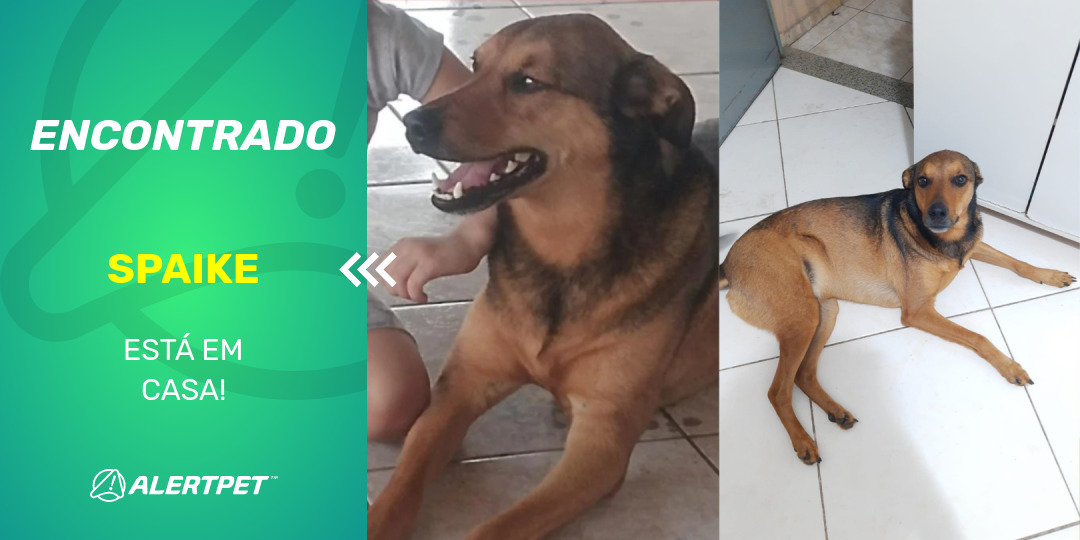Cachorro Encontrado São Paulo, SP - Spaike | AlertPet
