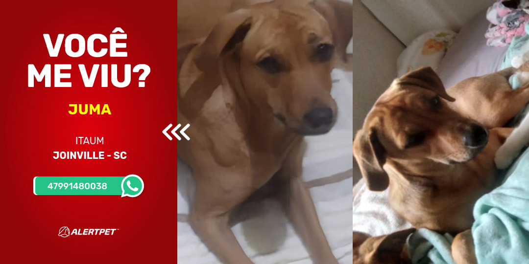 Cachorro Perdido Joinville, SC - Juma | AlertPet