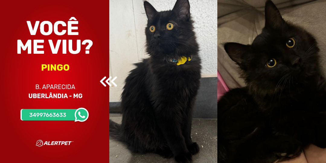Gato Perdido Uberlândia, MG - PINGO | AlertPet